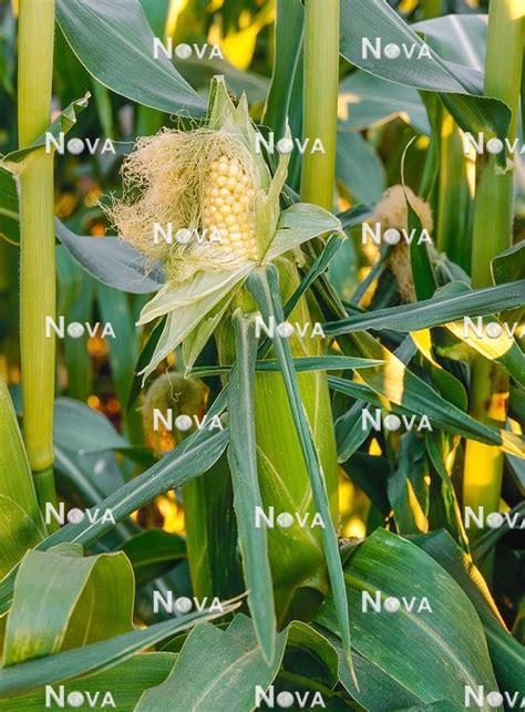 Zea Mays