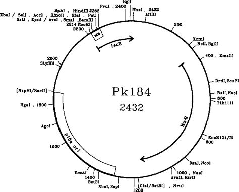 Puc18 Plasmid Map