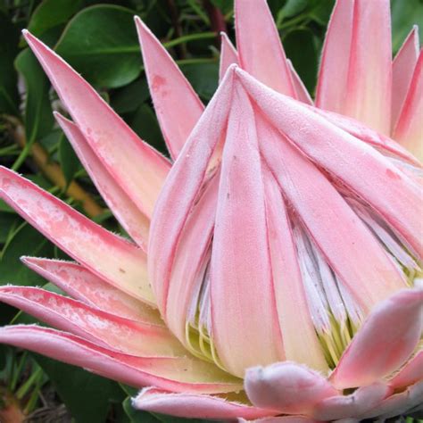 Protea King Pink