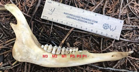 How To Age A White Tailed Deer By Looking At The Teeth Pt 1 Younger