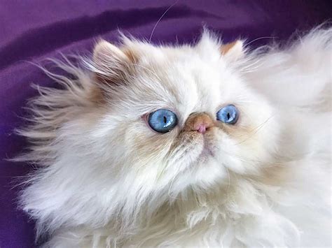 Flame Point Himalayan Cat