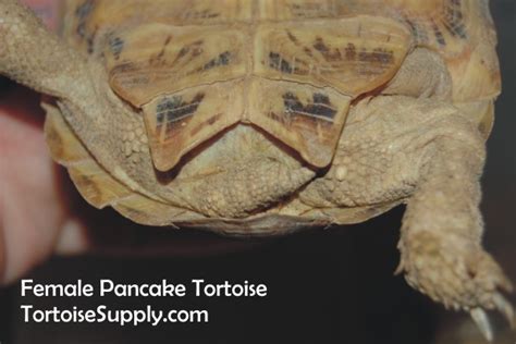 Sexing Your Tortoise How To Determine The Sex Of Your Tortoise