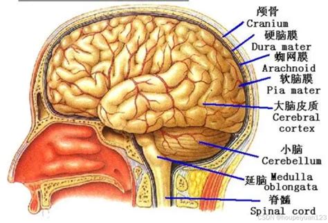 初步认识大脑解剖结构 大脑结构英文版 Csdn博客