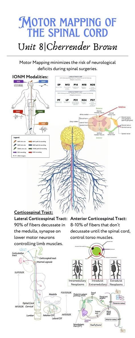 Global Innervation Llc On Linkedin Motor Mapping Spinal Cord Neuromonitoring Neurophysiology…