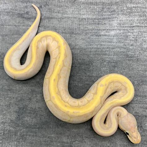Freeman Ballpython Freeman Ballpython Supply