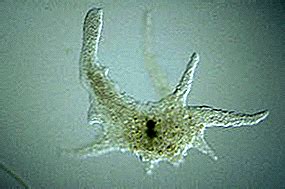 Protozoários E Suas Características Gerais Biologia Geral
