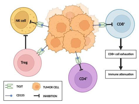 Cells Free Full Text Circulating Melanoma Cell Numbers Correlate With Tigit Positive