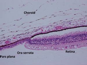 Histologia Ora Serrata Ora Serrata Evrim Ağacı