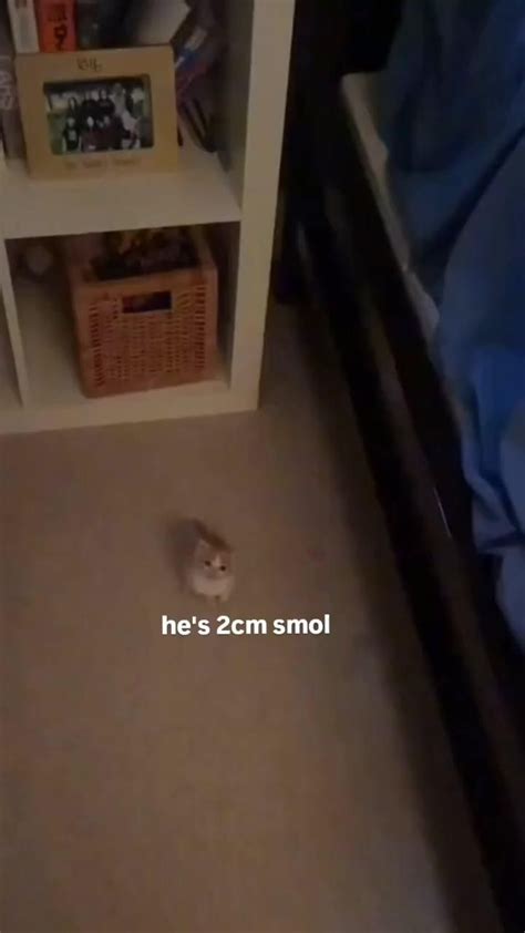 😻🐾 Hes Just Too Small The Cutest Tiny Cat Ever 🐱💖 Video Tiny