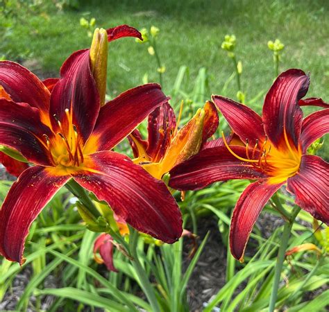 Bending Hill Farm Dark Monkey