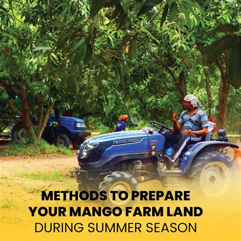 Banganapalle Mango Andhra Pradeshs Most Iconic Fruit Ms