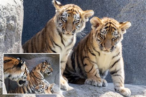 Tiger Cubs Photos