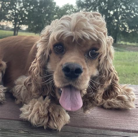 Cocker Spaniel Maltese Mix