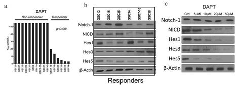 Notch 信号通路的抑制剂、检测 Medchemexpress 知乎