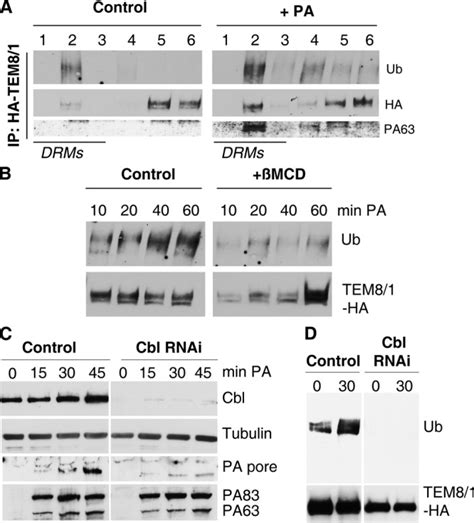 Endocytosis Of Anthrax Toxin Receptor Requires Drm Mediated