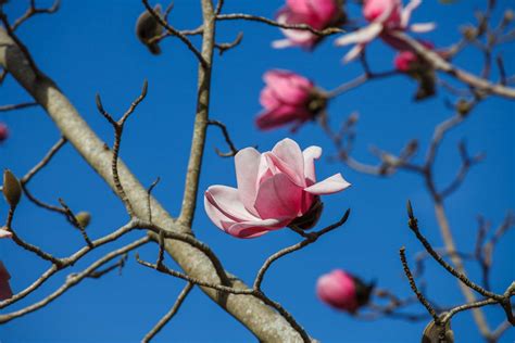 Magnolia Trees In Bloom How To Grow Magnolia Trees The Tree