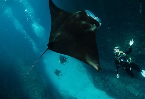 Manta Rays Their Life Cycle And Why They Are Vulnerable
