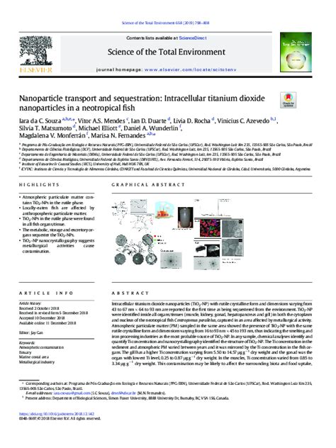 Pdf Nanoparticle Transport And Sequestration Intracellular Titanium