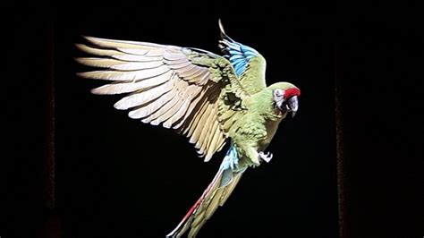 Parrot Era Lori Free Photo On Pixabay Pixabay