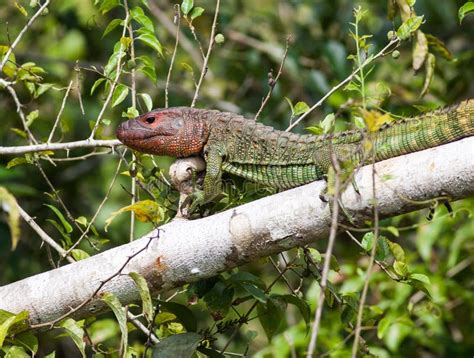 Caiman Lizard Stock Image Image Of Caiman Guianesis 24446875