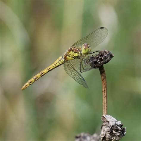 Hanging On Explored Female Common Darter Dragonfly Sym Flickr