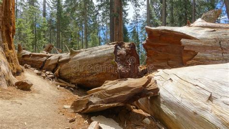 Fallen Redwood Tree At Trail Of 100 Giants In Sequoia National Forest