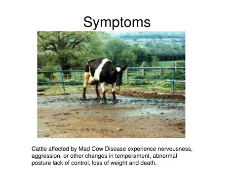 Ppt Mad Cow Disease Powerpoint Presentation Free Download Id5555761