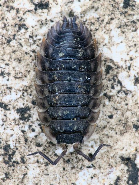 Giant Pill Bug Cooked