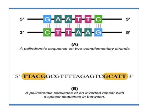 Nuclic Acid The Beauty Of Life Ppt