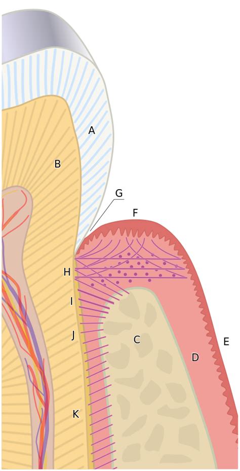 Gingival Margin Wikipedia