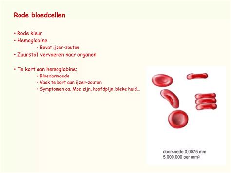 Bloed En Bloedsomloop Pptx