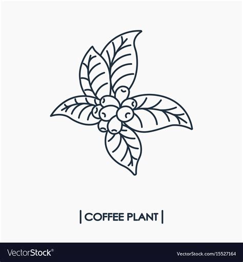Line Icon Coffee Plant With Leaf And Beans Vector Image