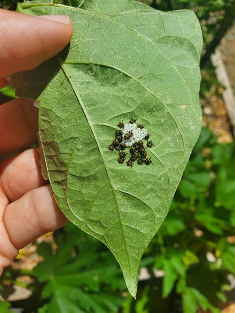 Bugs And Eggs On Bean Leaf Rwhatisthisbug