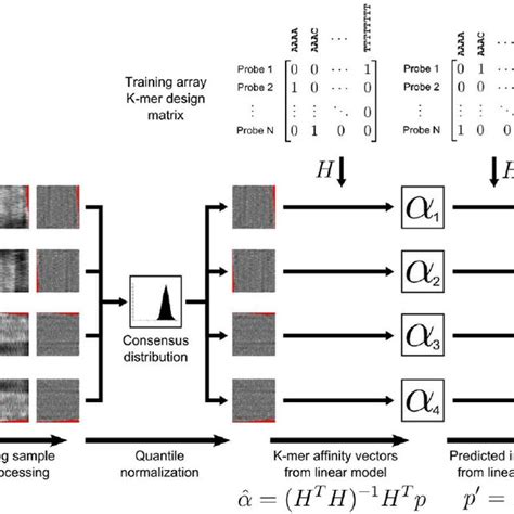 Quantile Normalization Recovers High Intensity Tails In Saturated