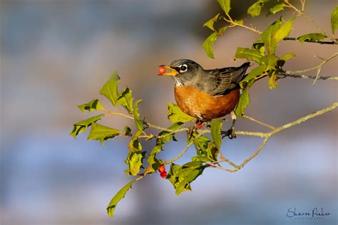 Great Backyard Bird Countcelebration Of Birds Nsvas 1262019 Copy