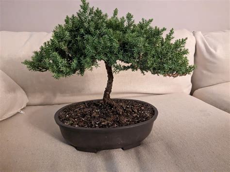 Newbie R Bonsai
