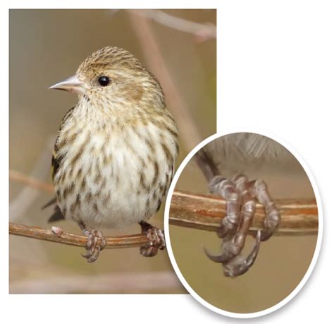 Bird Feet Avian Multi Tools All Seasons Wild Bird Store