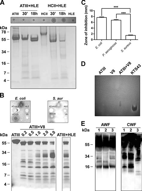 Proteolytic Cleavage Of Atiii By Human Leukocyte Elastase And S Aureus
