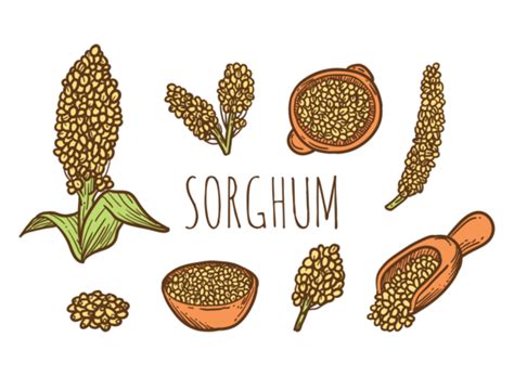 Sorghum Vector Art Icons And Graphics For Free Download