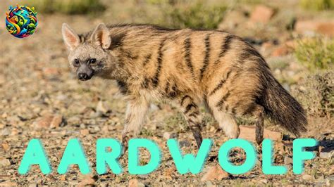 Aardwolf Fierce Termite Eating Specialist