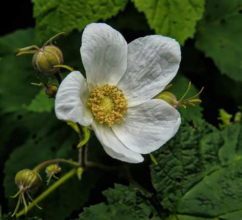 Rubus Parviflorus Flora Around Nanaimo
