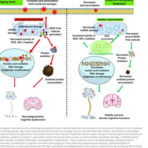 Major Plant Derived Bioactive Compounds And Their Sources Download