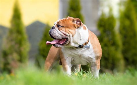 10 Dog Breeds That Cant Tolerate The Summer Heat Petmd