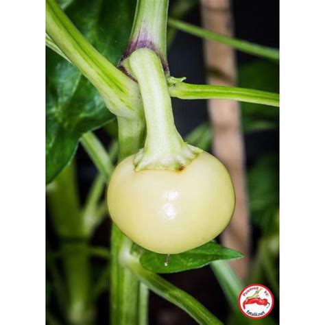 Hot Tomato Yellow Fatalii Seeds