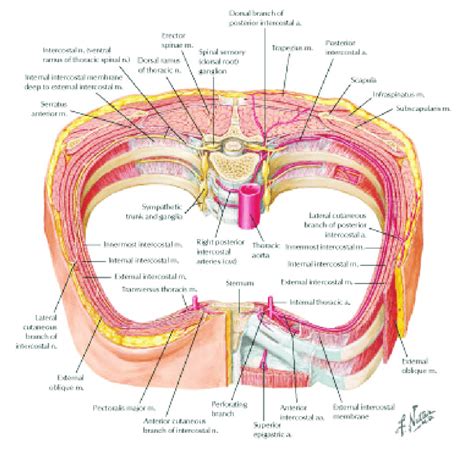 Plane Anatomy Of The Chest Wall Netter Illustration Used With