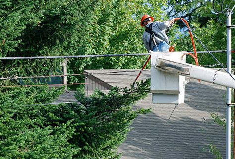 Expert Tree Trimming Services Near Me Cheap Tree Trimming Prices