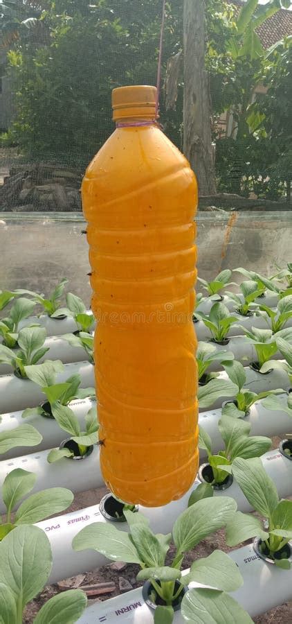 Insect Trap With Environment Friendly Metode Stock Image Image Of