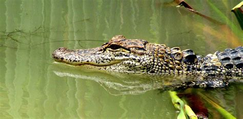 Crocodile Characteristics Diet Facts And More [fact Sheet]