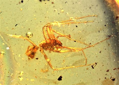 Detailed Araneae Spider Fossil Inclusion In Burmese Amber Etsy