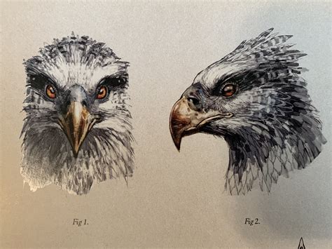 Buckbeak Concept Art Detail Bird Art Inspiration